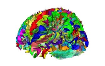 Découvrir & Comprendre - Le cerveau