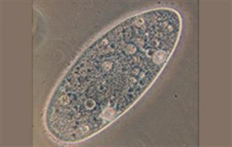 Fabrique de savoirs - Paramécie : un mystère éclairci