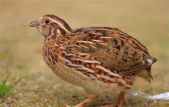 Fabrique de savoirs - Premier atlas des connectivités cérébrales ...