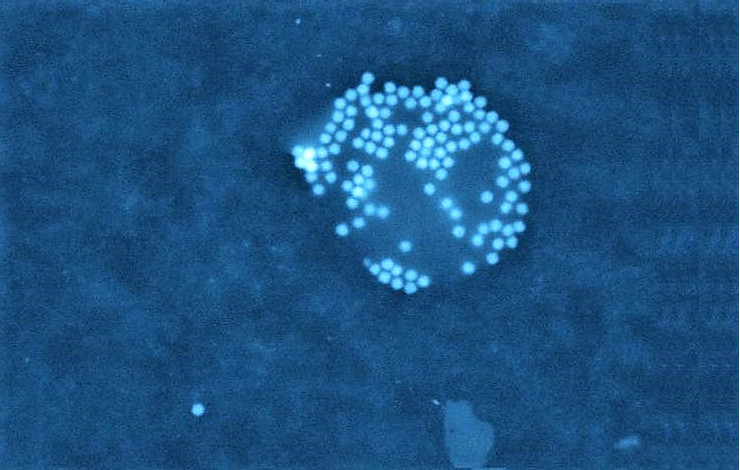 Fabrique de savoirs - Biopuce à doubles capteurs magnétiques pour des ...