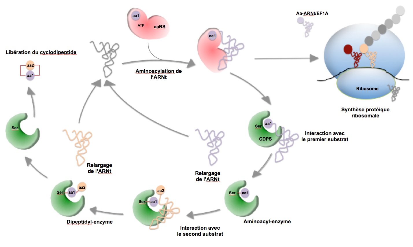 Fabrique de savoirs - Comment des enzymes "détournent" les ARN de transfert