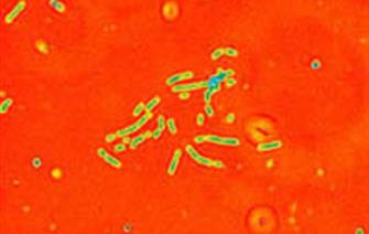 François Jacob Institute of biology - Acinetobacter baylyi