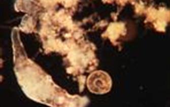 Institut de biologie François Jacob - Cloaca maxima