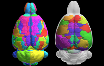 Institut des sciences du vivant Frédéric Joliot - Un atlas du cerveau ...