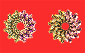Frédéric Joliot Institute for Life Sciences - Hepatitis E virus ...