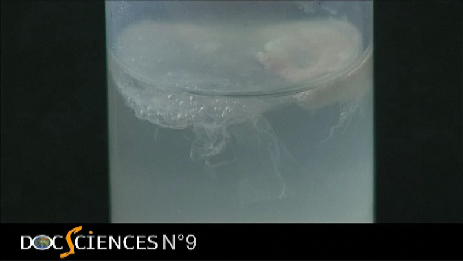 tp extraction adn banane