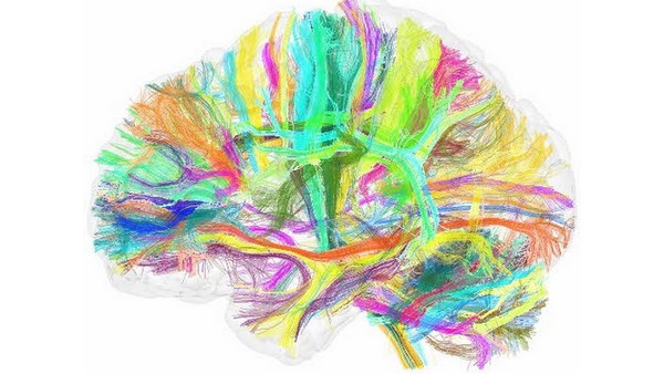 Médiathèque - Neurospin, le cerveau en action