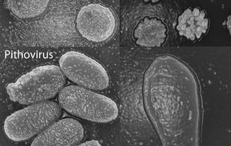 English Portal - New giant virus discovered in Siberia's permafrost