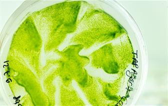 Presse & Médias - Micro-algues pour biocarburants